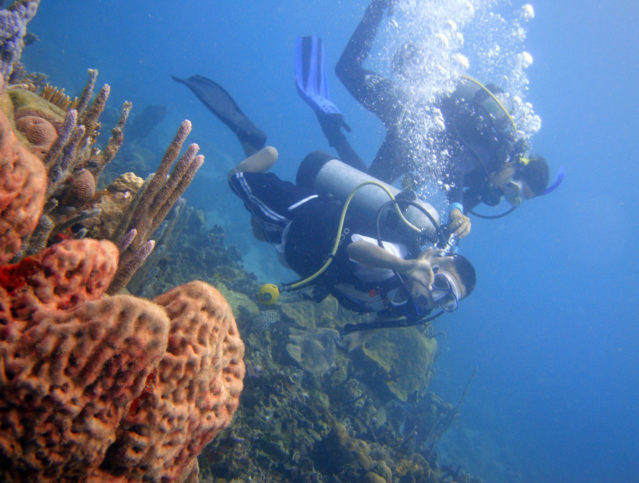 Best Scuba Diving in Cartagena – Rosario Islands | Diving Planet